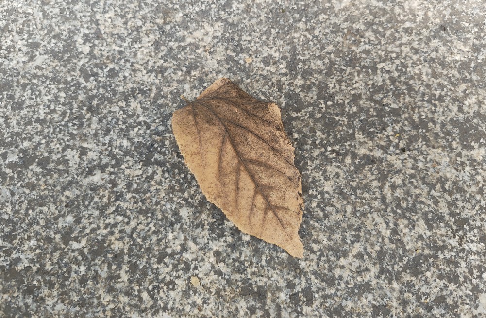 Nothing Phone (3a) Pro review: Feature-rich phone with cool design