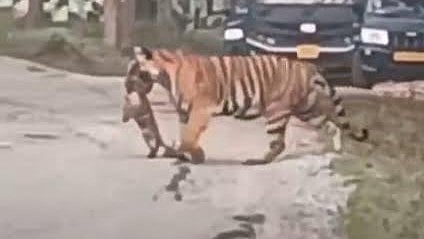 Wildlife enthusiasts delighted at sight of female Tigress with four ...