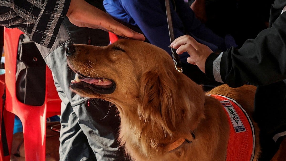 Good Boy or Bad Dog? The Environmental Impact of Our 1 Billion Pet Dogs