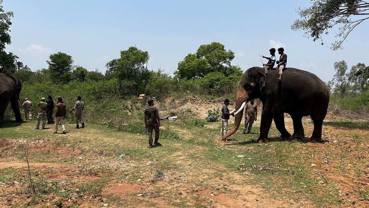 Mysuru Tiger Sighting: Forest Department Initiates Chase Operation