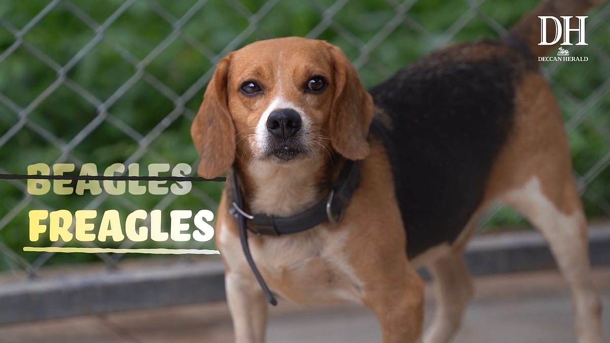 From Lab to Love: The Journey of Rescued Beagles in India