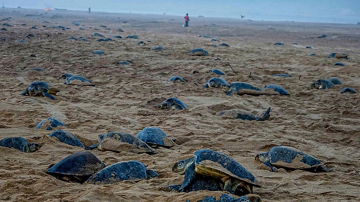 Olive Ridley Conservation: Tamil Nadu Sees Record 2.29 Lakh Turtle ...