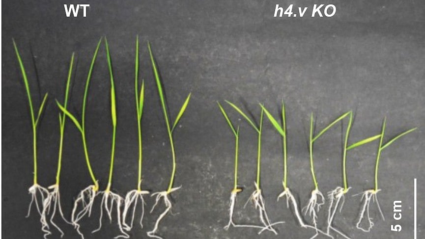 Salt-Resistant Rice Breakthrough: Bengaluru Researchers Achieve Key ...