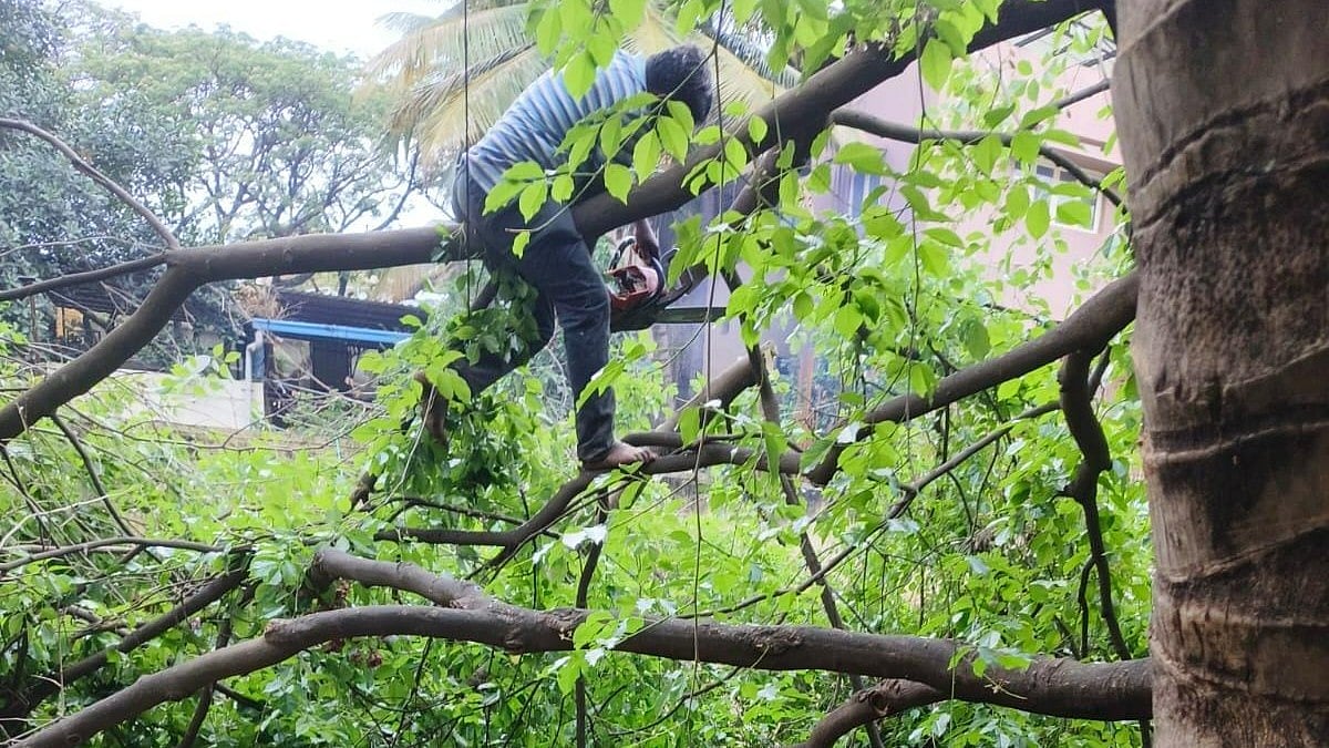 Bengaluru: 87 tree falls across city in less than 24 hours of rain