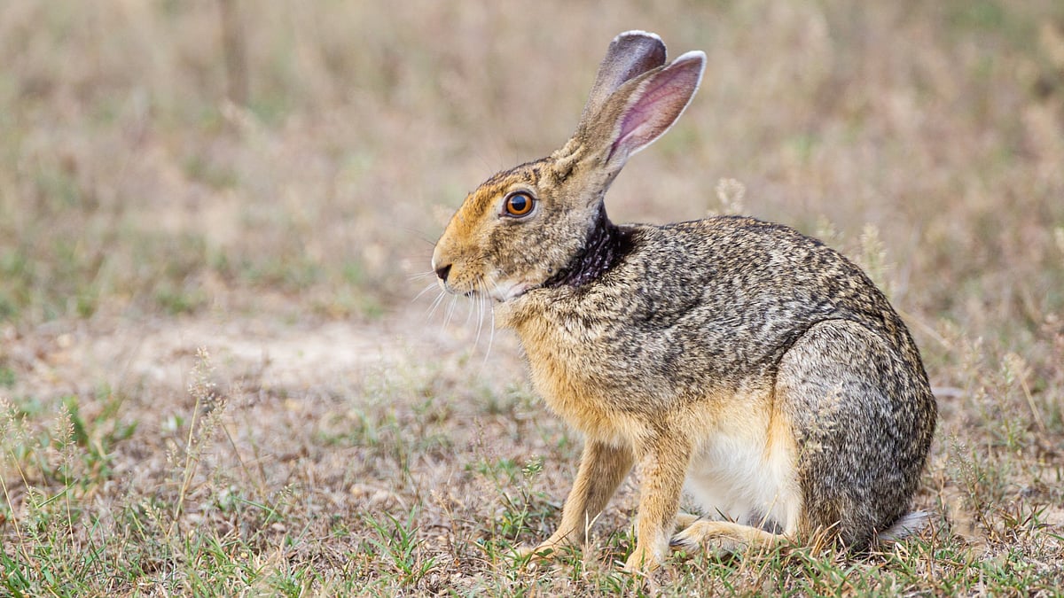 Nothing hare-brained about Indian hares!