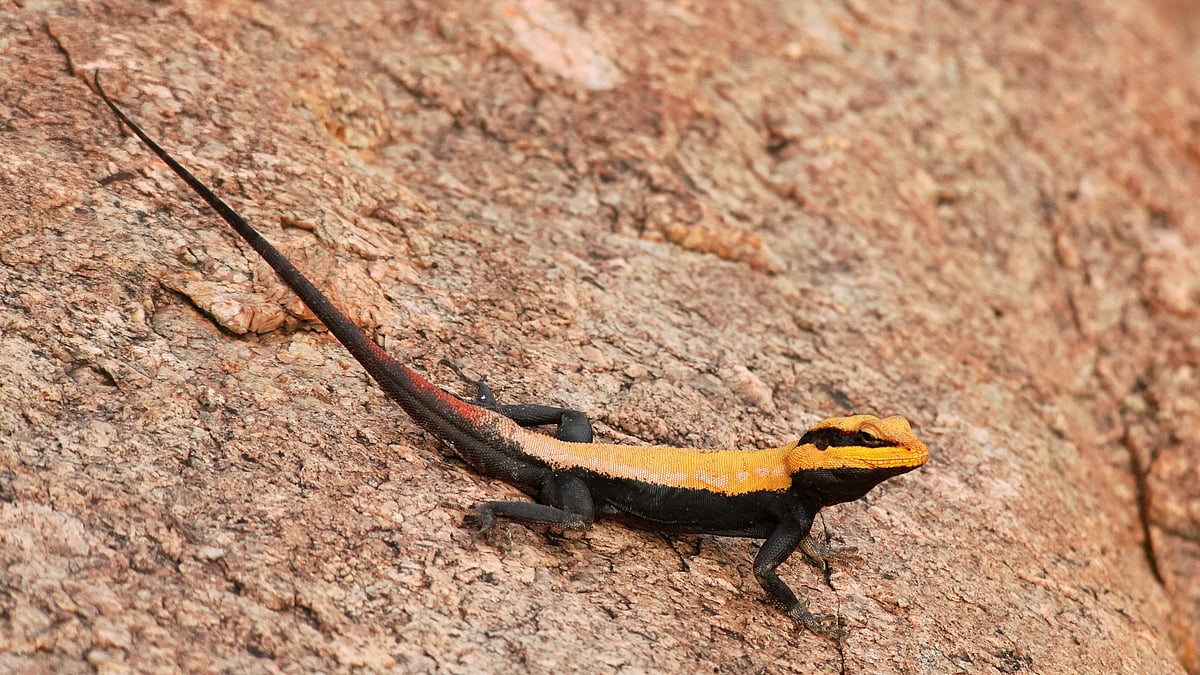 Lizard Behavior Study: Lizards Resist Eating When Stressed