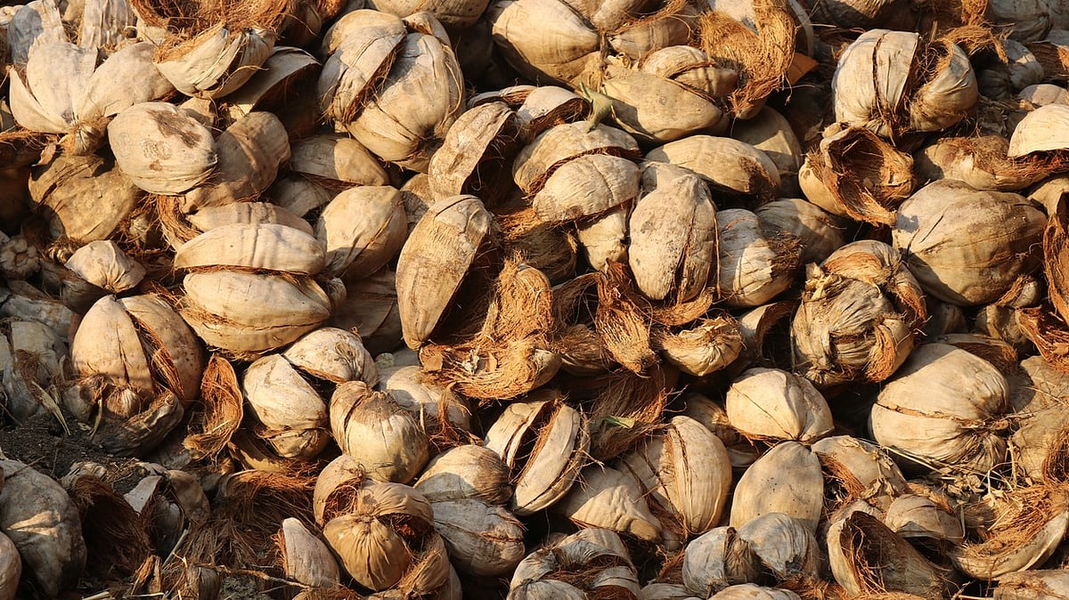 Coconut Waste Innovation: Kerala Team Develops High-Performance Carbon ...