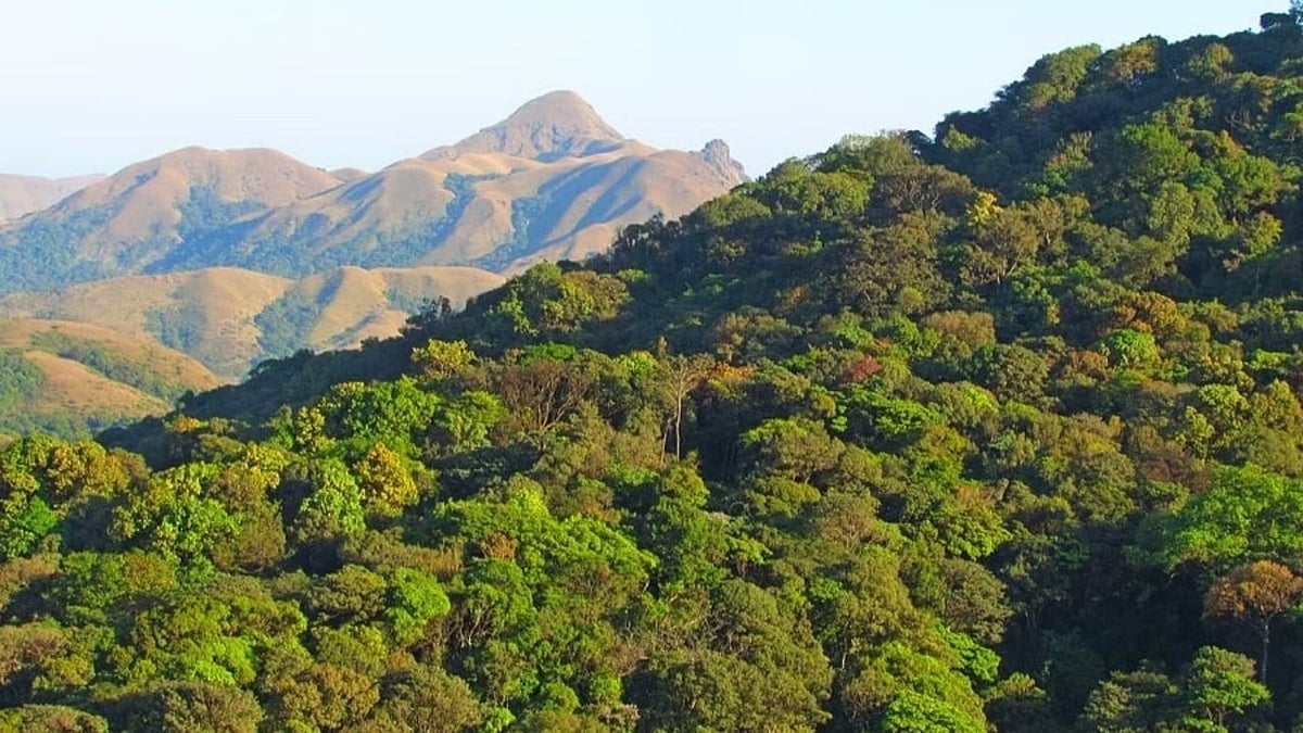 Karnataka Forest Department at Risk of Losing 517 Acres in Kengeri Over ...