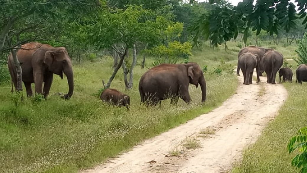 Bandipur forest