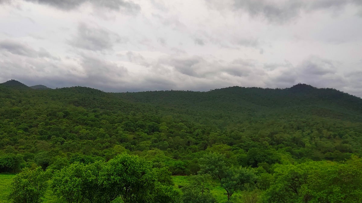 In MM Hills, forest dept flouts rules to help power projects