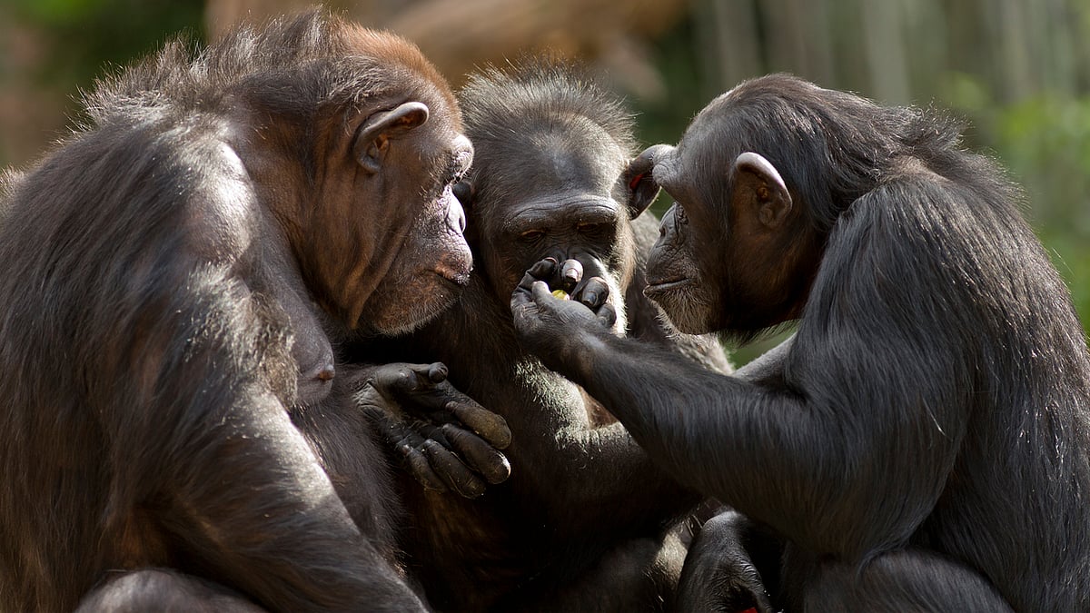 Chimp Empathy: Study Finds Apes Administer First Aid to Injured Peers