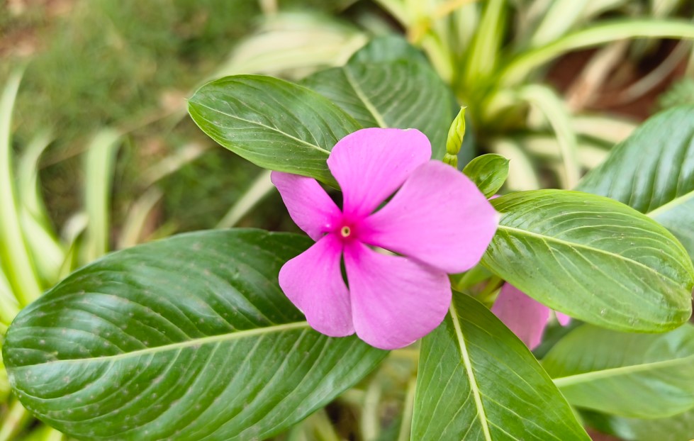 Gadget Review CMF Phone 2 Pro: Nothing’s stylish mid-range android phone