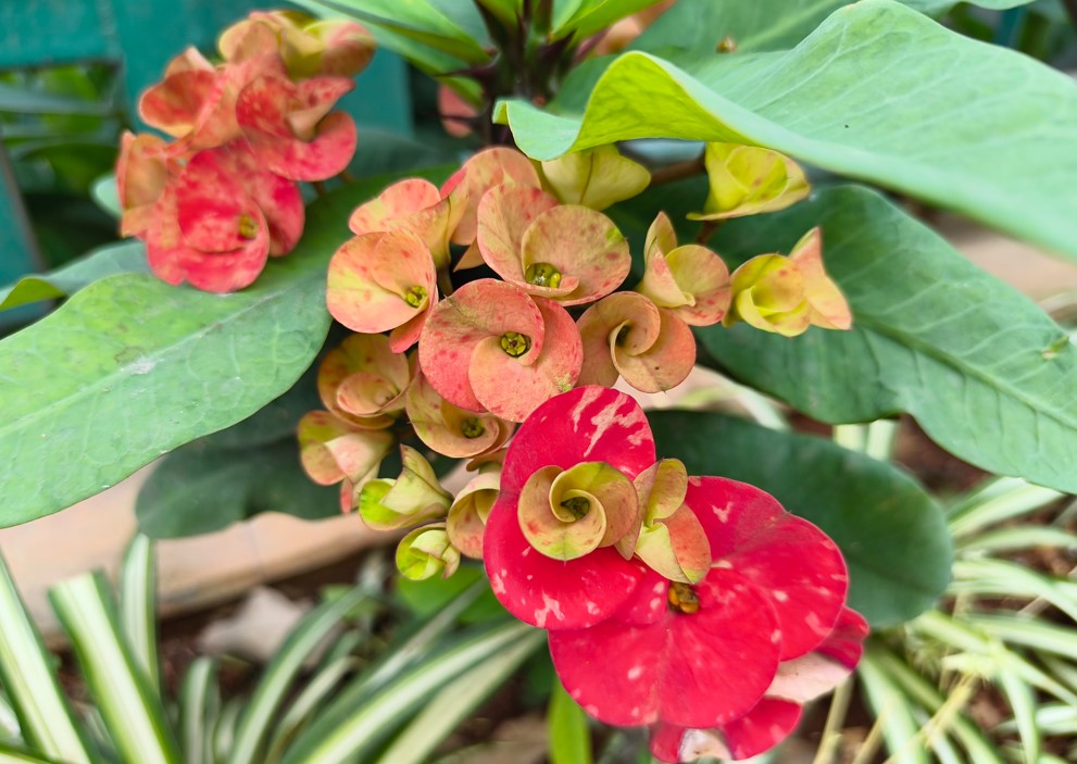 Gadget Review CMF Phone 2 Pro: Nothing’s stylish mid-range android phone