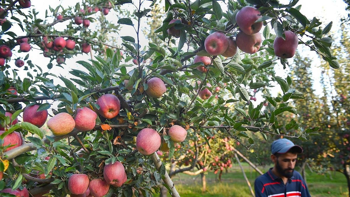 Market Shift Kashmir: Turkish Apple Boycott Revives Hope for Kashmiri ...