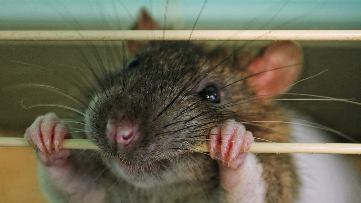 Bihar Hospital Negligence: Rats Bite Patient’s Toes at NMCH, Sparks Outrage