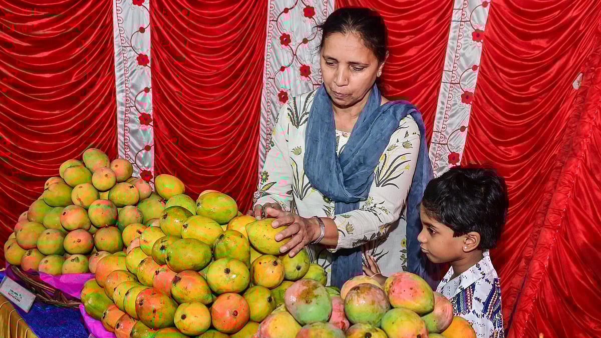 Lalbagh Mango Fest: Rare Mangoes, Exotic Jackfruits Await Bengaluru ...