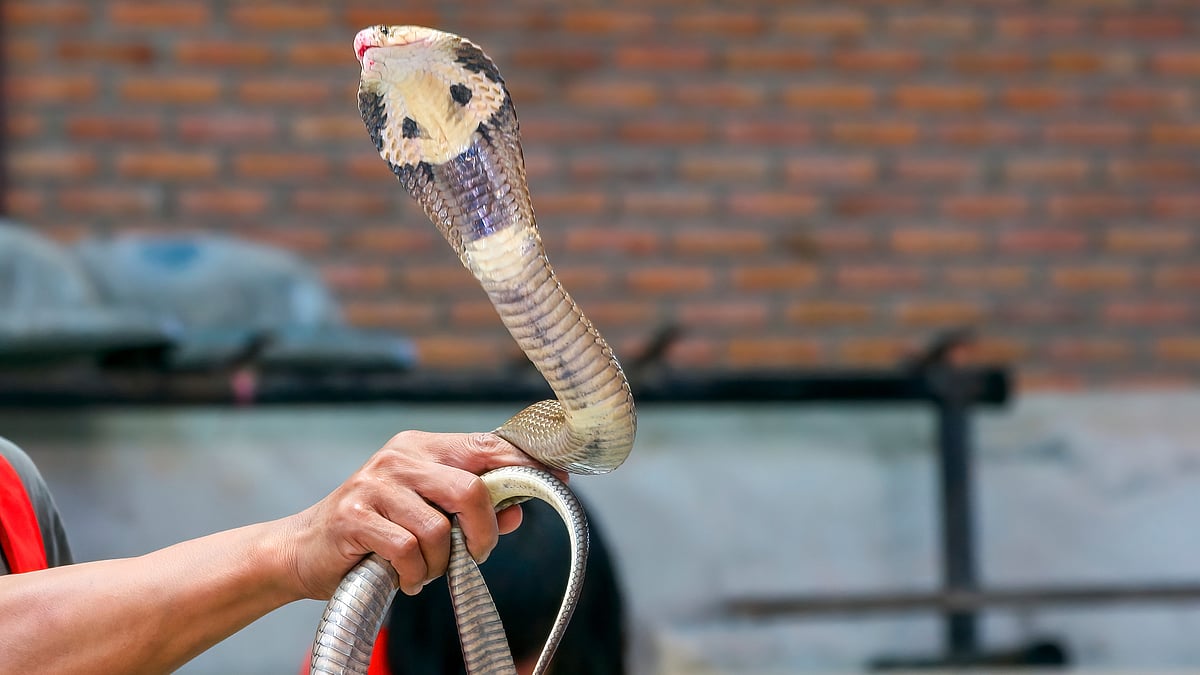 Kota: Minor scared with 'pet' cobra, molested; man held