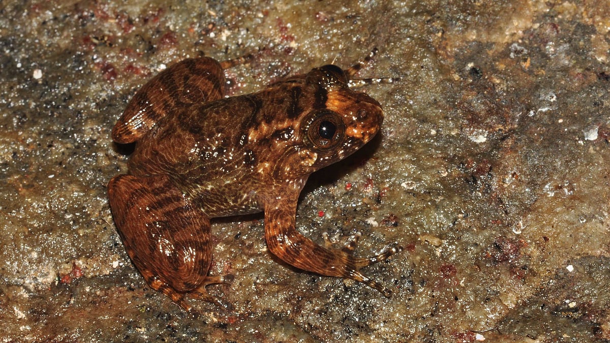 What frogs eat shapes how they coexist, reveals new study