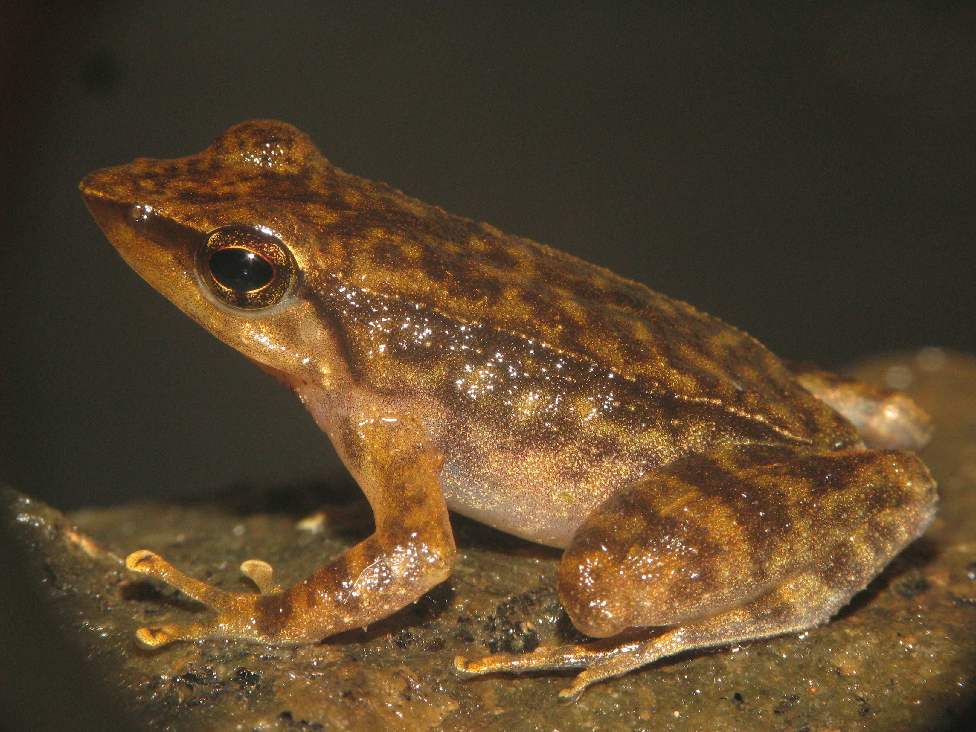 What frogs eat shapes how they coexist, reveals new study