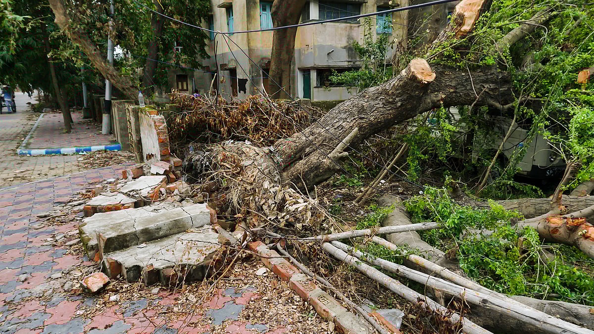 Mumbai Rains: One Dead, Another Injured After Tree Collapse in Vikhroli