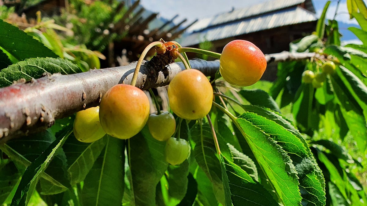 Kashmir Cherry Boost: First Cargo Train to Mumbai Offers Lifeline to ...