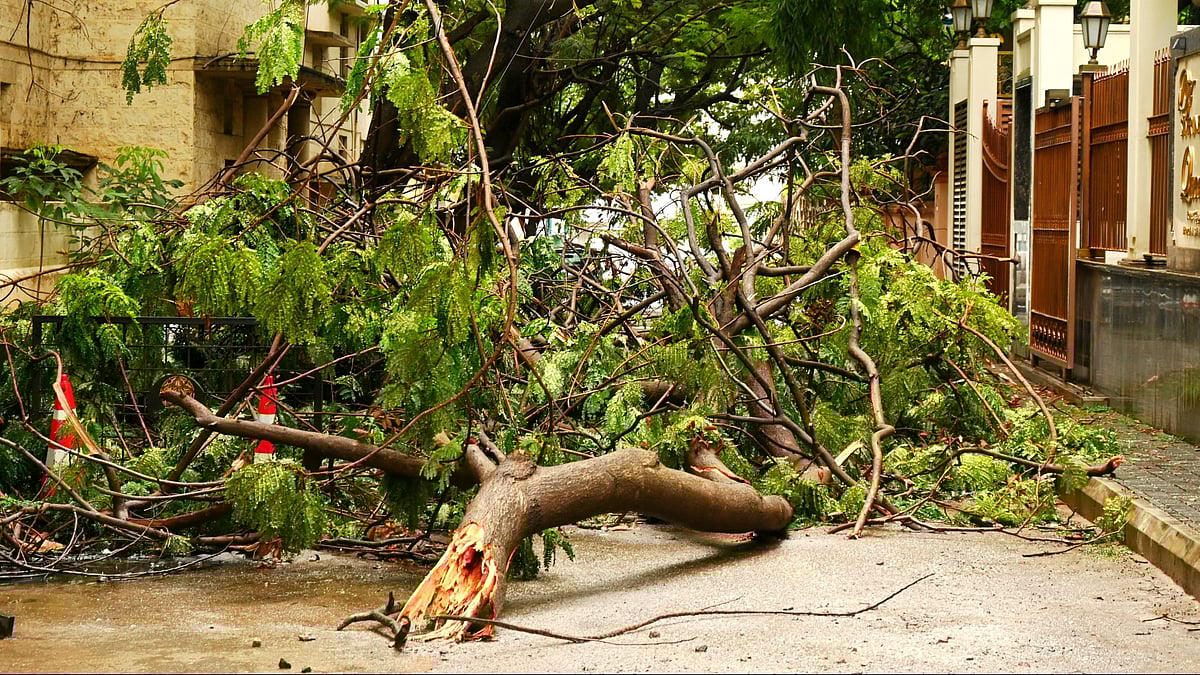 Fall season: BBMP gets 20 tree crash calls a day