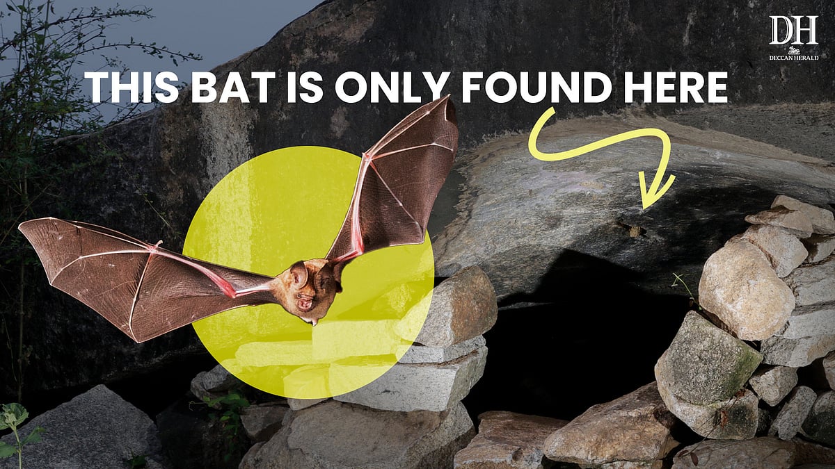 Kolar Leaf Nosed Bat: This bat is only found in one cave in Kolar. One ...