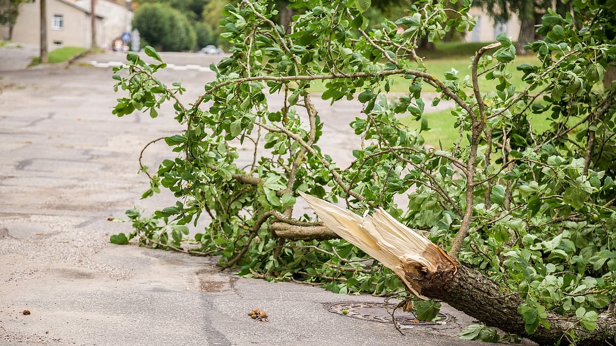 Tree Fall Near CM’s Residence: Tourists Escape as Vehicle Gets Damaged