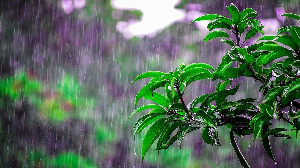 Monsoon reaches Delhi; covers entire country 9 days early