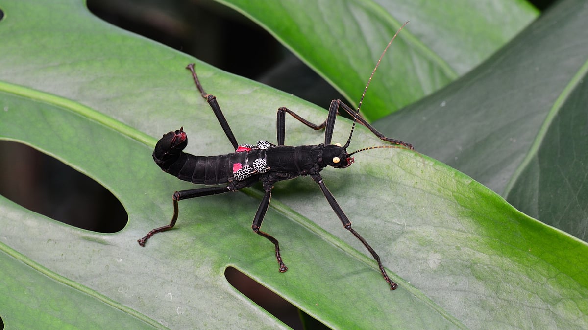 Bug Wonders Unveiled: Inside New Orleans' Audubon Insectarium