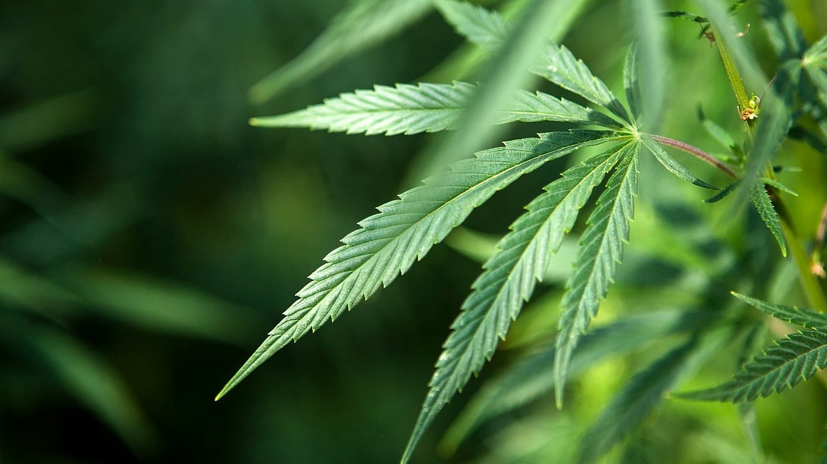 Mumbai Drug Crackdown: Hydroponic weed valued at Rs 33.35 crore seized ...