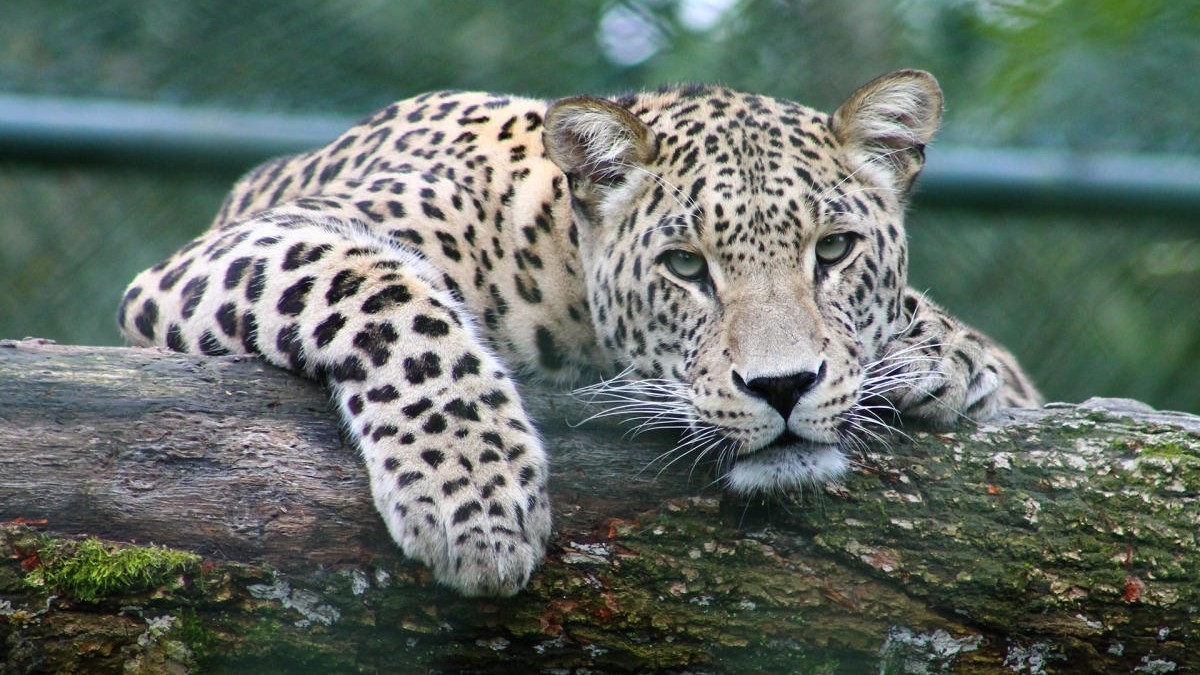 leopard death