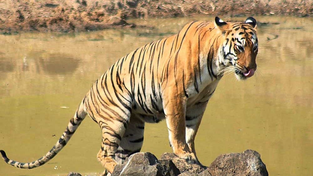 Tiger Deaths Karnataka: MM Hills DCF Suspended After Poisoning Incident