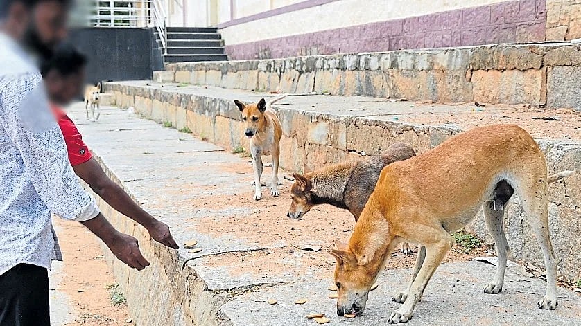 Activists hail BBMP’s stray dog meal plan