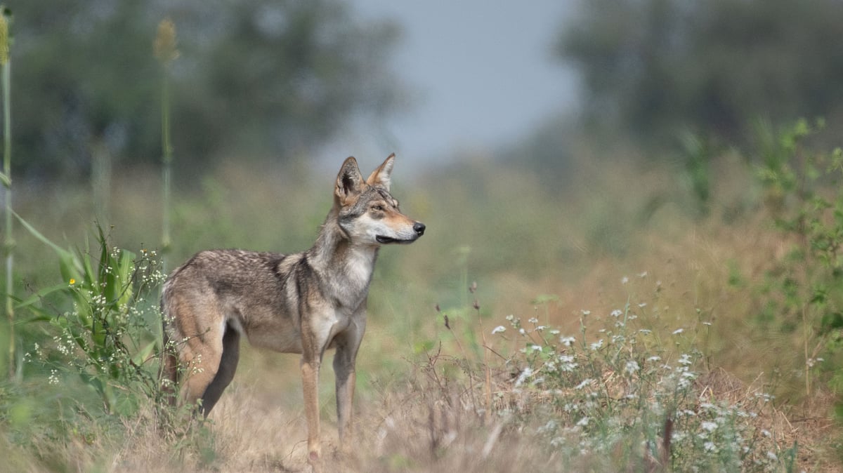 Kappatagudda Wildlife sanctuary: Kappatagudda’s balancing act