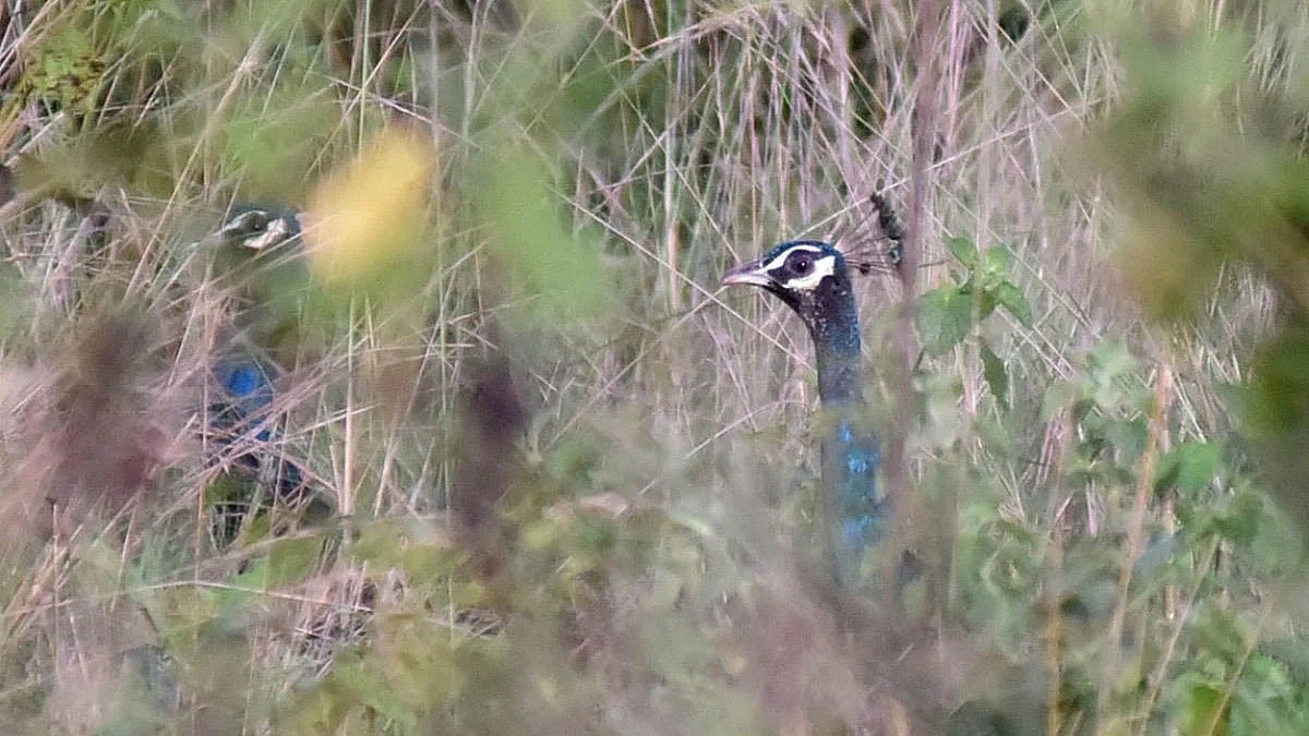 Six Peacocks Die After Contact with High-Tension Power Lines in Madhya ...
