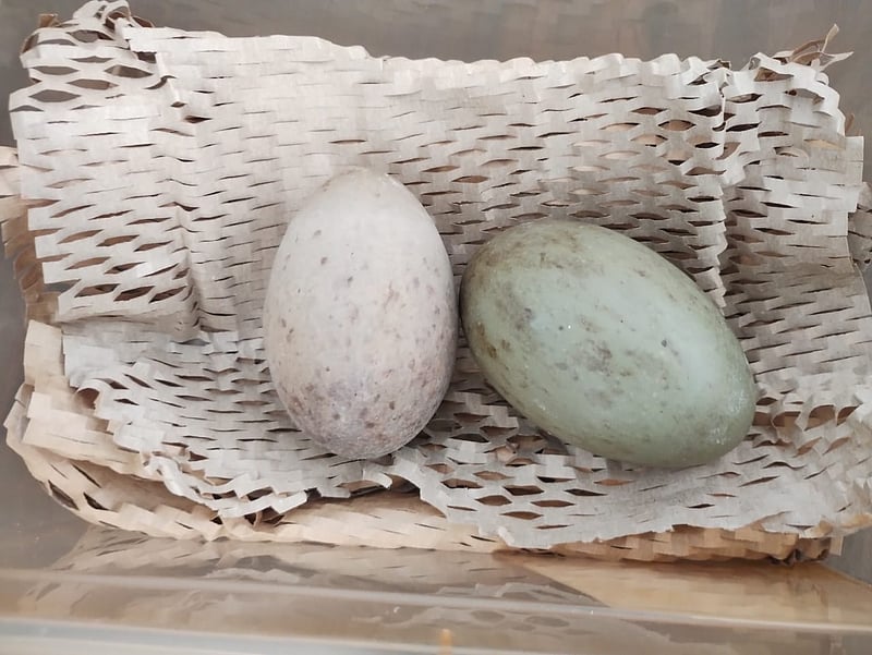 Race to save the great Indian bustard