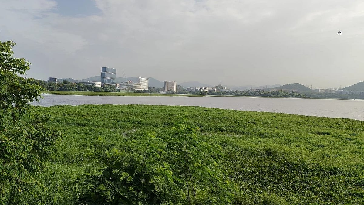 Powai Lake Alert: NGT Forms Joint Committee After Citizens Raise Alarm ...