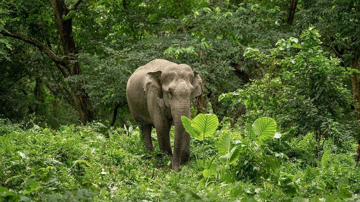 Kolhapur Campaign: Citizens Rally to Bring Back Elephant Mahadevi from ...