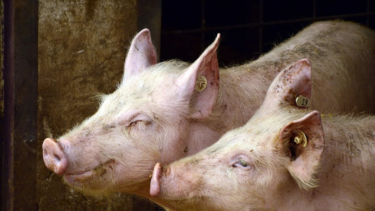 China Pig Industry: Breeding Cuts Planned Amid Pork Glut and Weak Demand