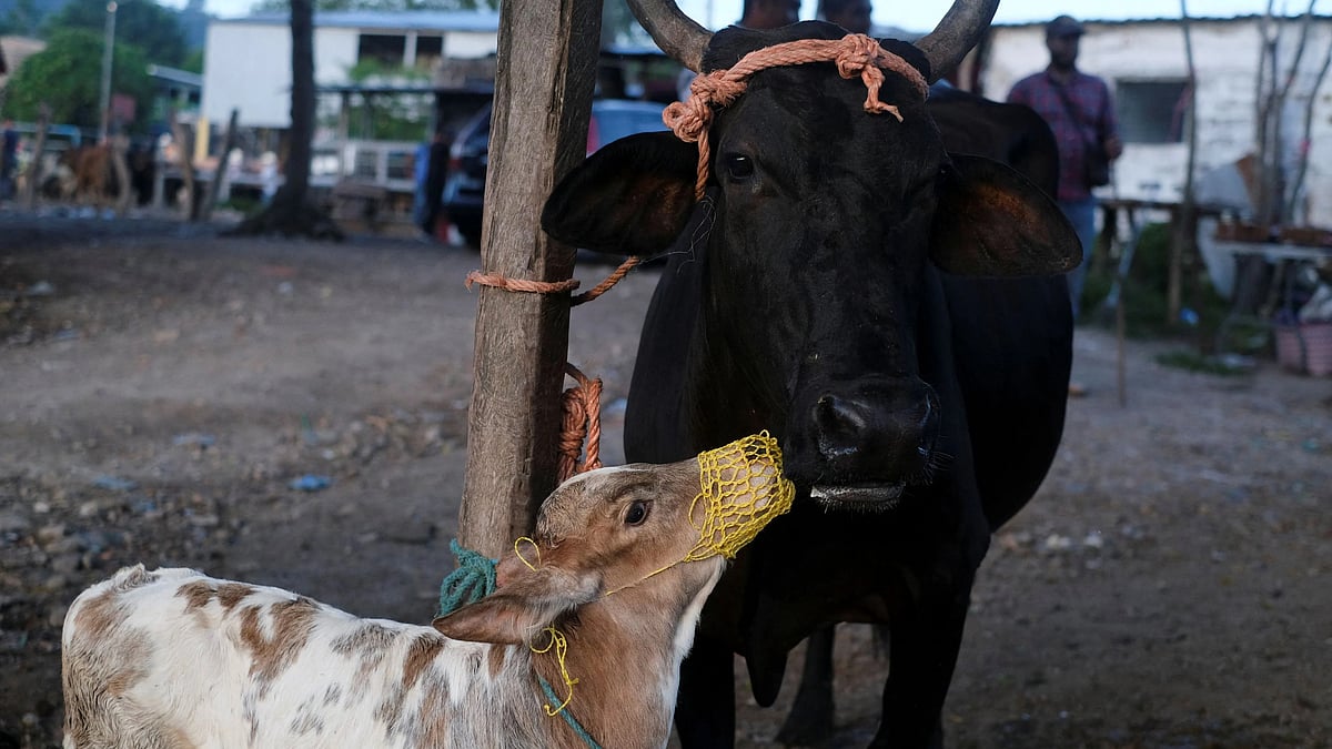 Cow vigilantes torch cattle van on Odisha highway, 12 cows rescued