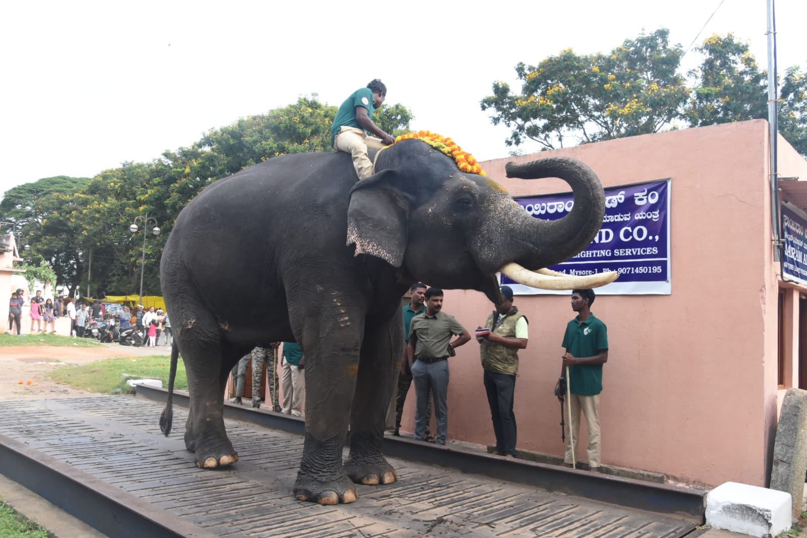 Mysuru Dasara Elephants: Sugreeva Tops Weight in Second Batch