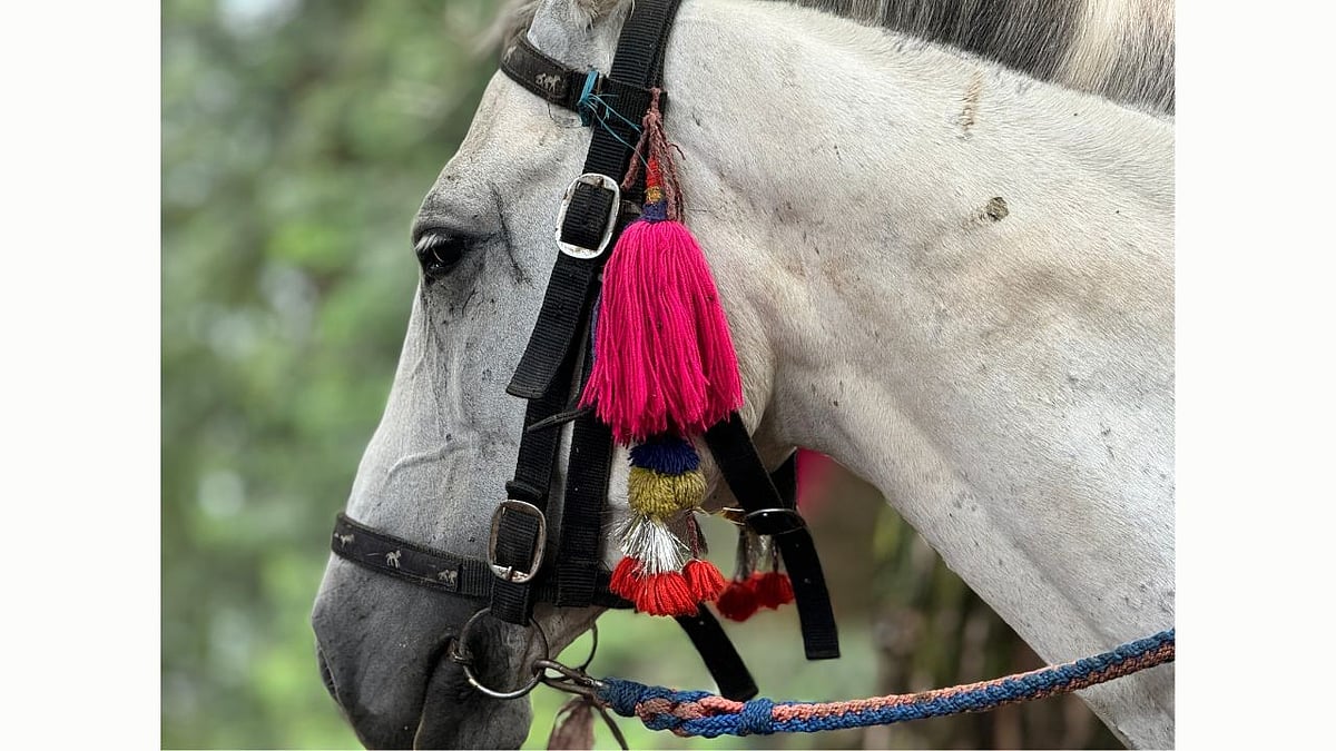 Kochi Accident: Horse Dies After Car Collision, Case Filed Against Handler