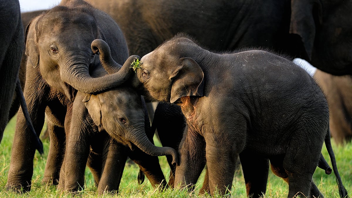 Karnataka Elephants: Karnataka Tops India's Elephant Count