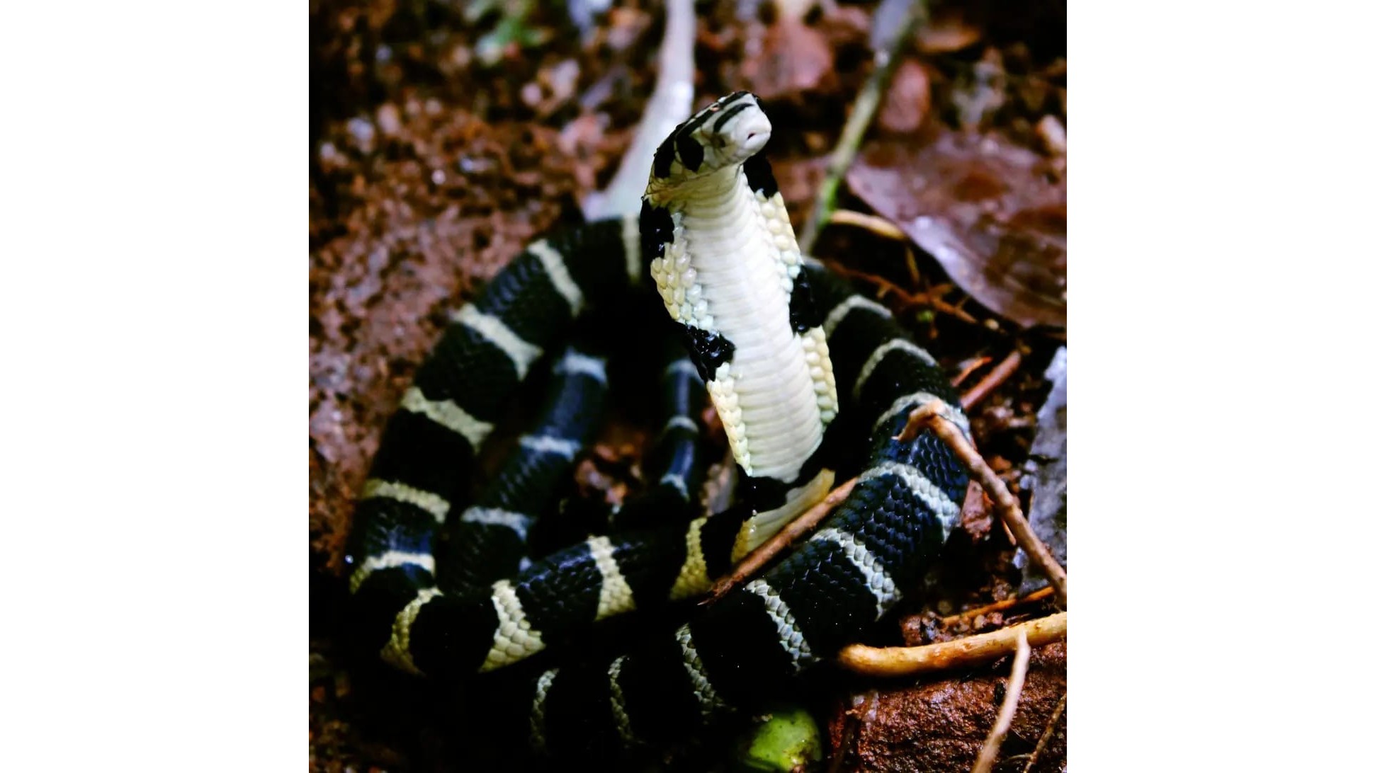 Wildlife Protection Act