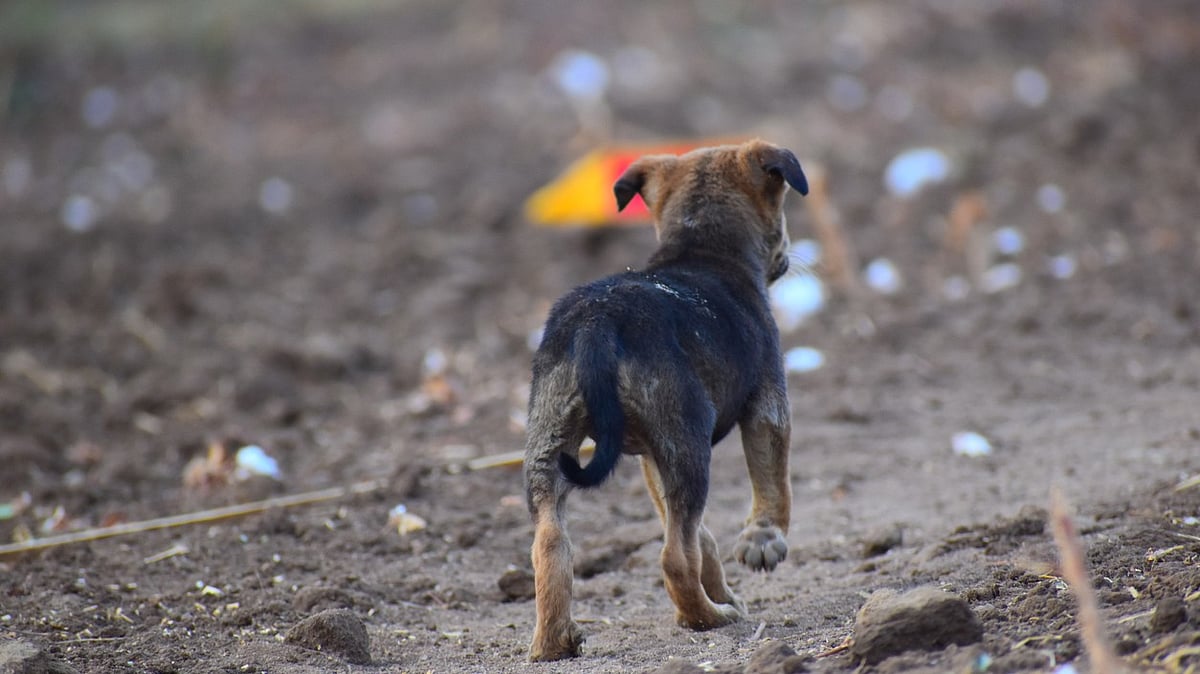 Hyderabad Man Booked for Deliberately Crushing Puppy Under Car
