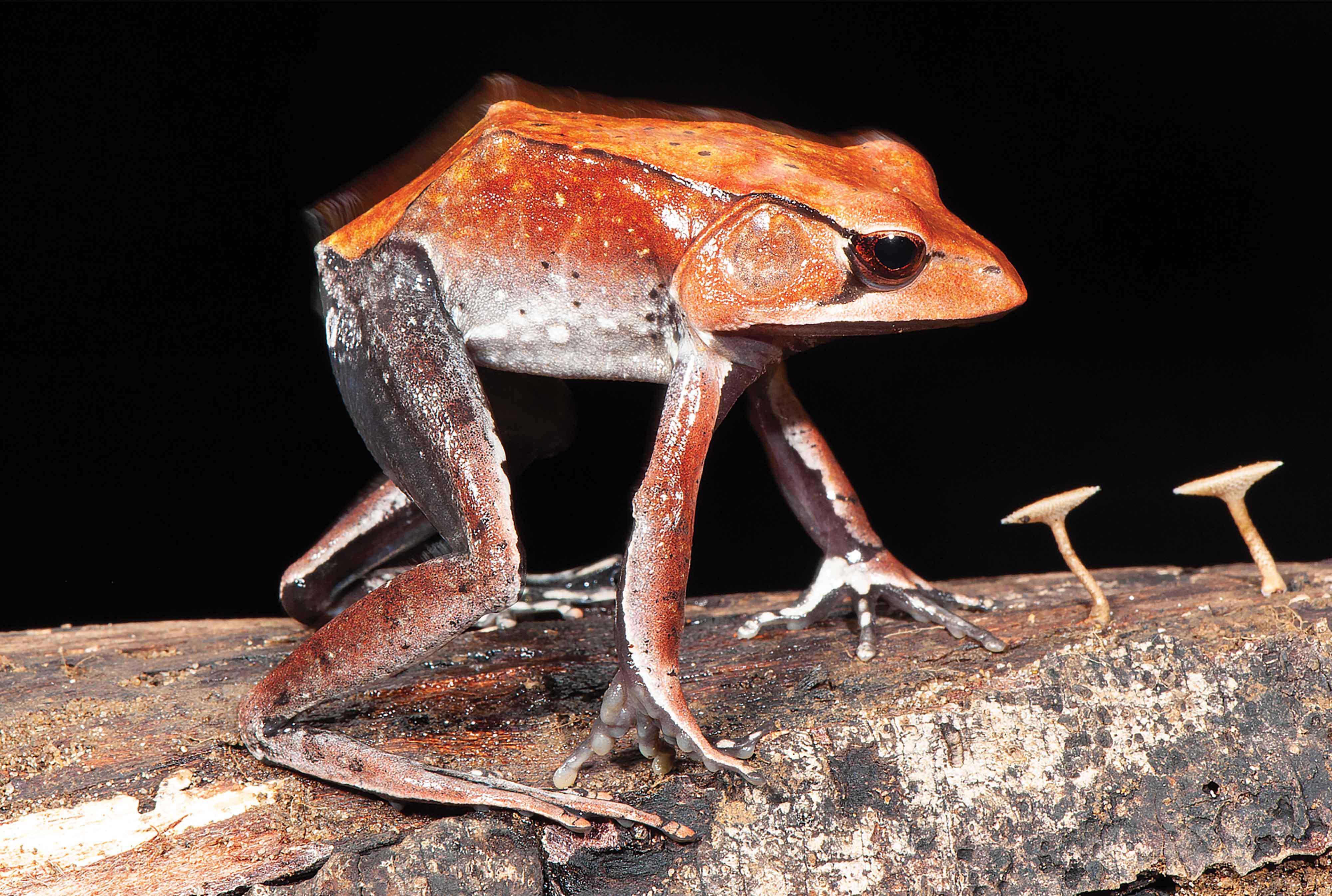 Frog Defense Tactics: Indian Frogs Show New Behaviors