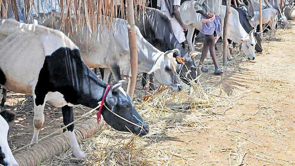 Cow Protection: Gau Raksha Andolan Demands National Mother Status for Cow