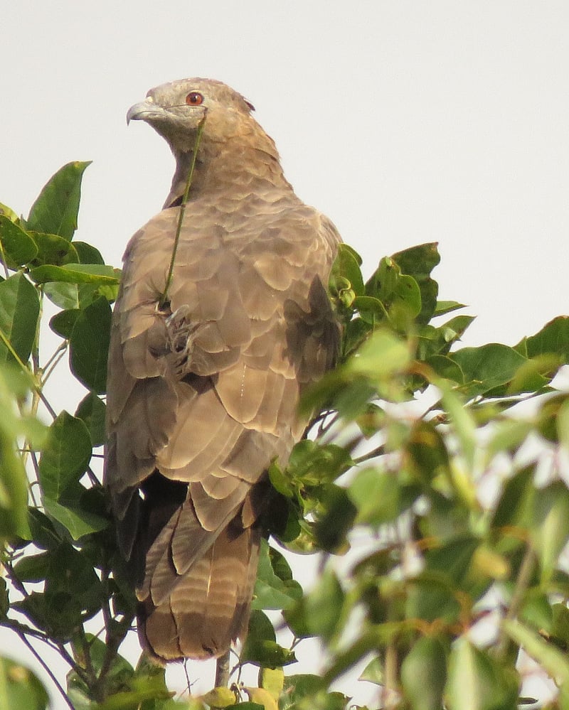 Birdwatching Gubbi: Young Bird Enthusiasts Thrive