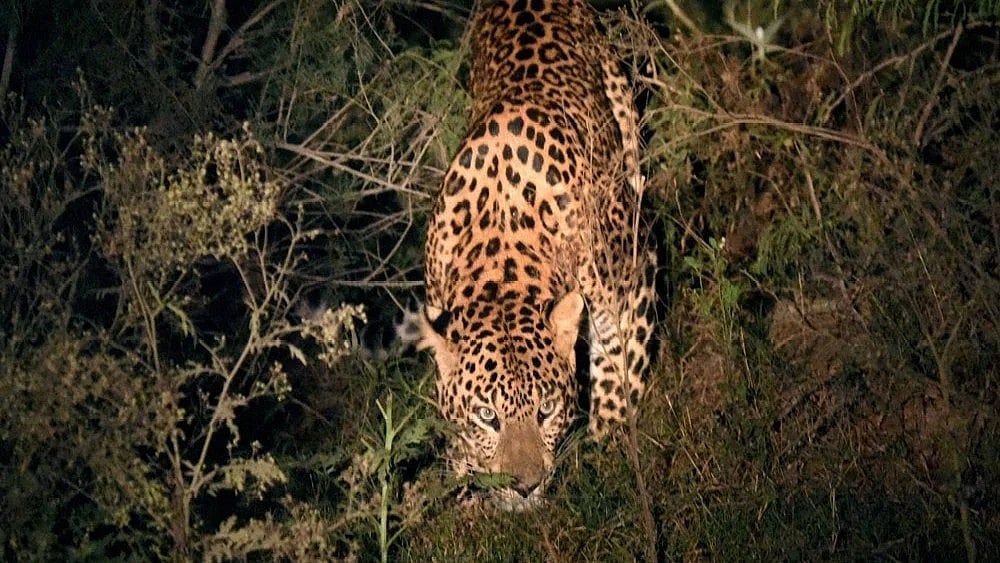Kerala Wildlife News: Straying leopard captured in Palakkad